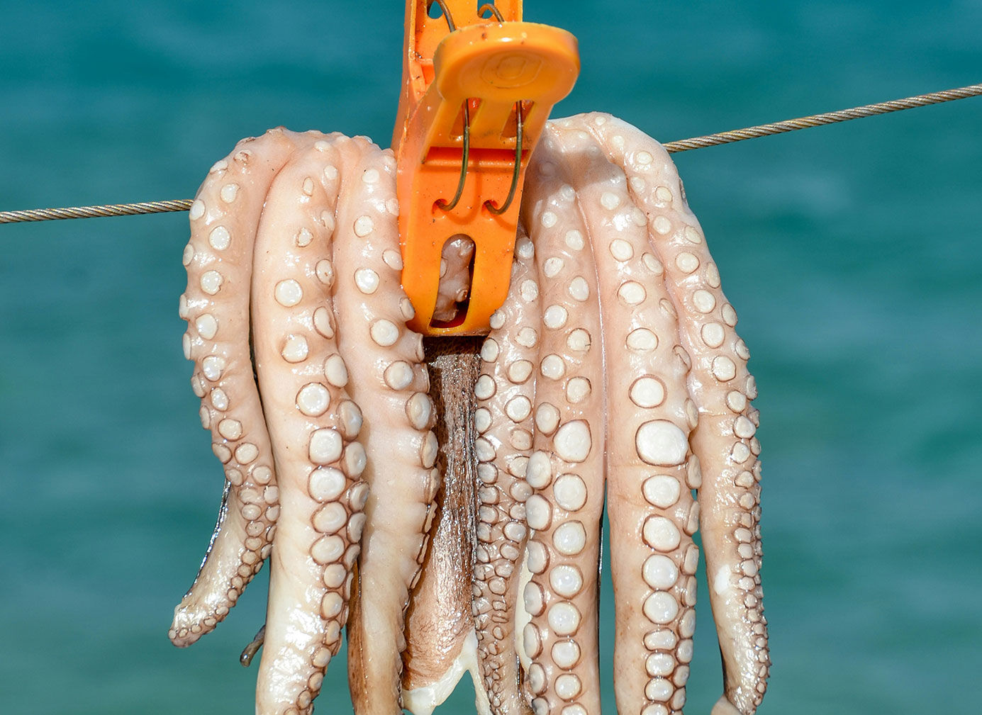 Angstaanjagend: hoe octopus in Bari mals wordt - Italiamo.nl